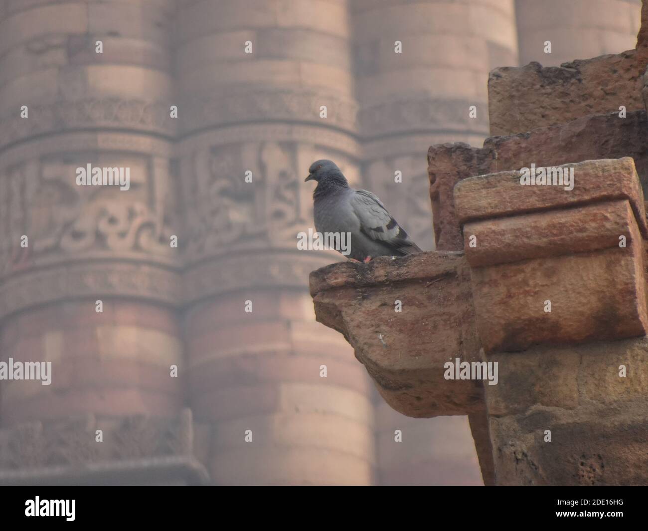 Bird at Qutub Minar, India Stock Photo - Alamy