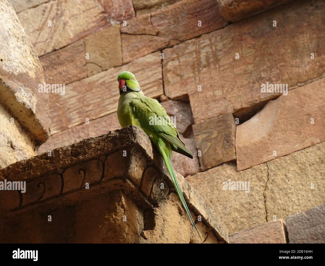Bird at Qutub Minar, India Stock Photo - Alamy