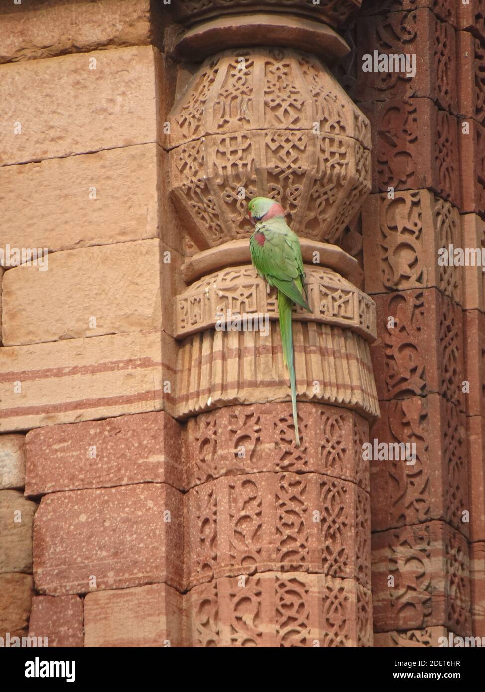 Bird at Qutub Minar, India Stock Photo - Alamy
