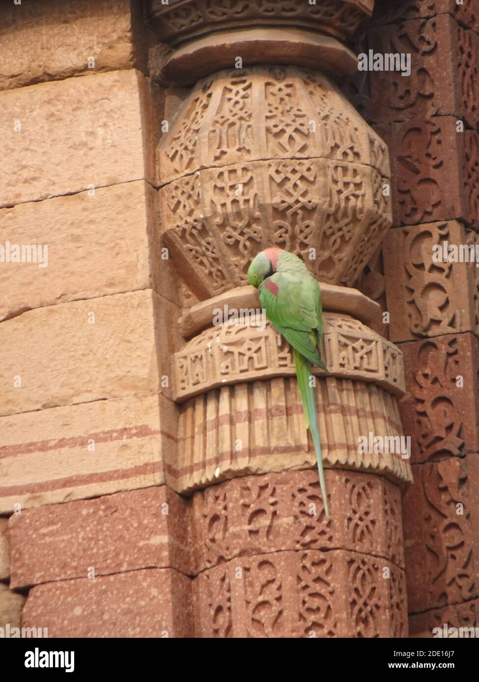 Bird at Qutub Minar, India Stock Photo - Alamy