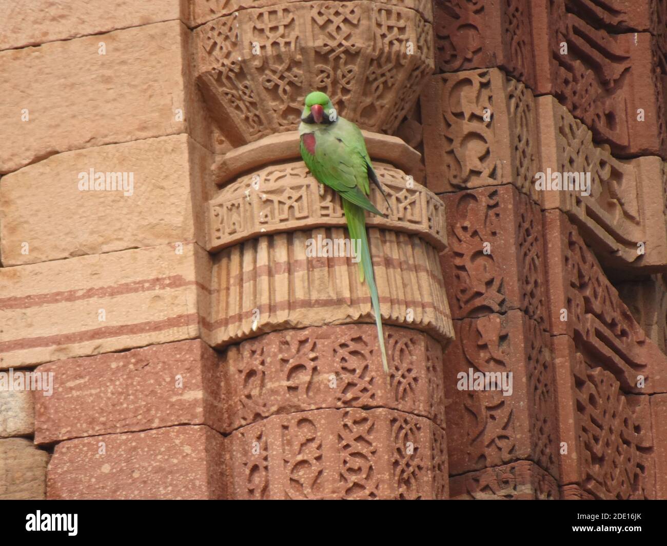 Bird at Qutub Minar, India Stock Photo - Alamy