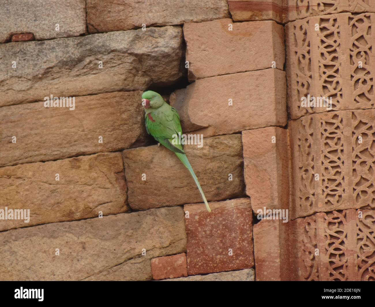 Bird at Qutub Minar, India Stock Photo - Alamy