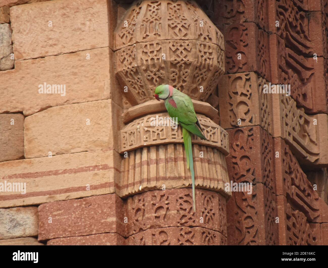 Bird at Qutub Minar, India Stock Photo - Alamy