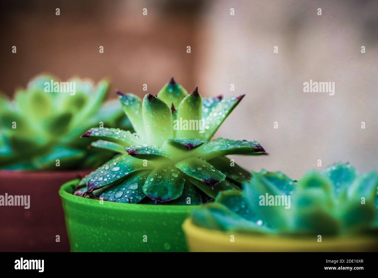 Green cactus hi-res stock photography and images - Alamy