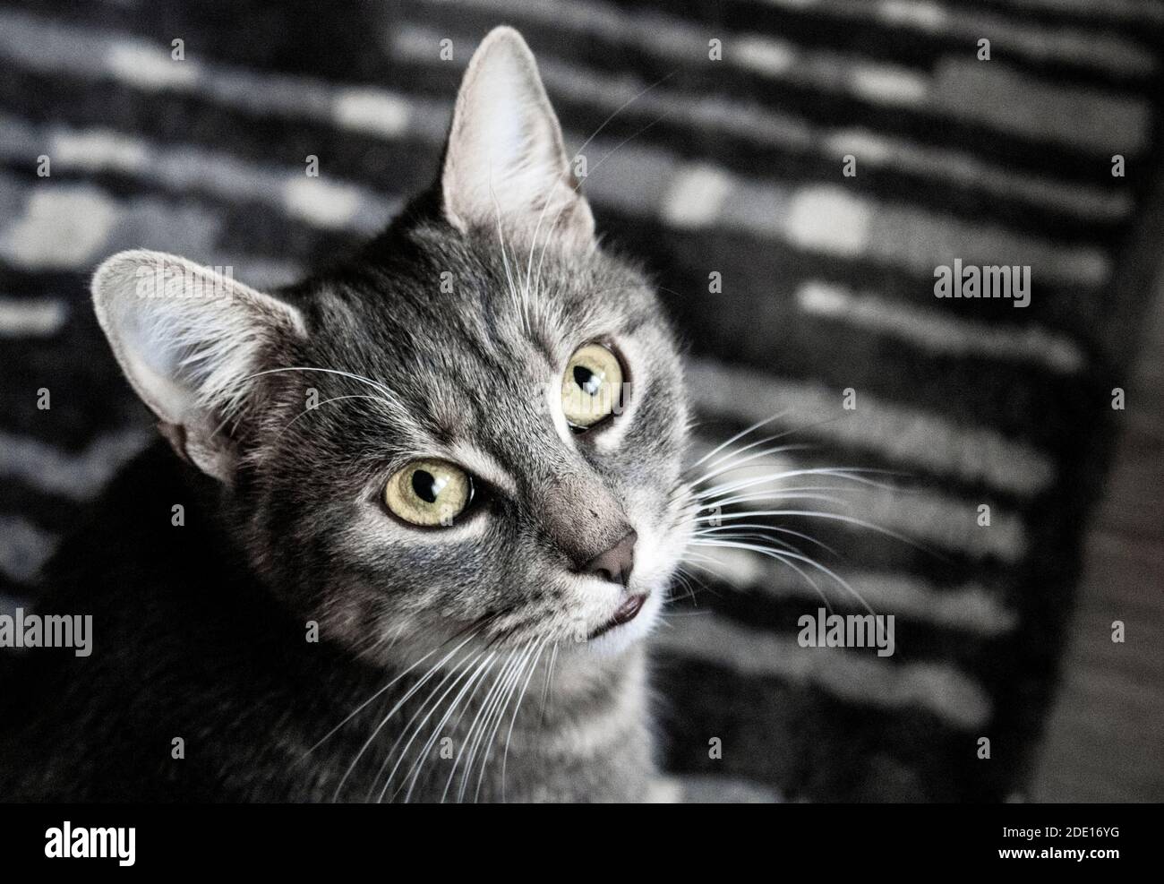 Cat inside home hi-res stock photography and images - Alamy
