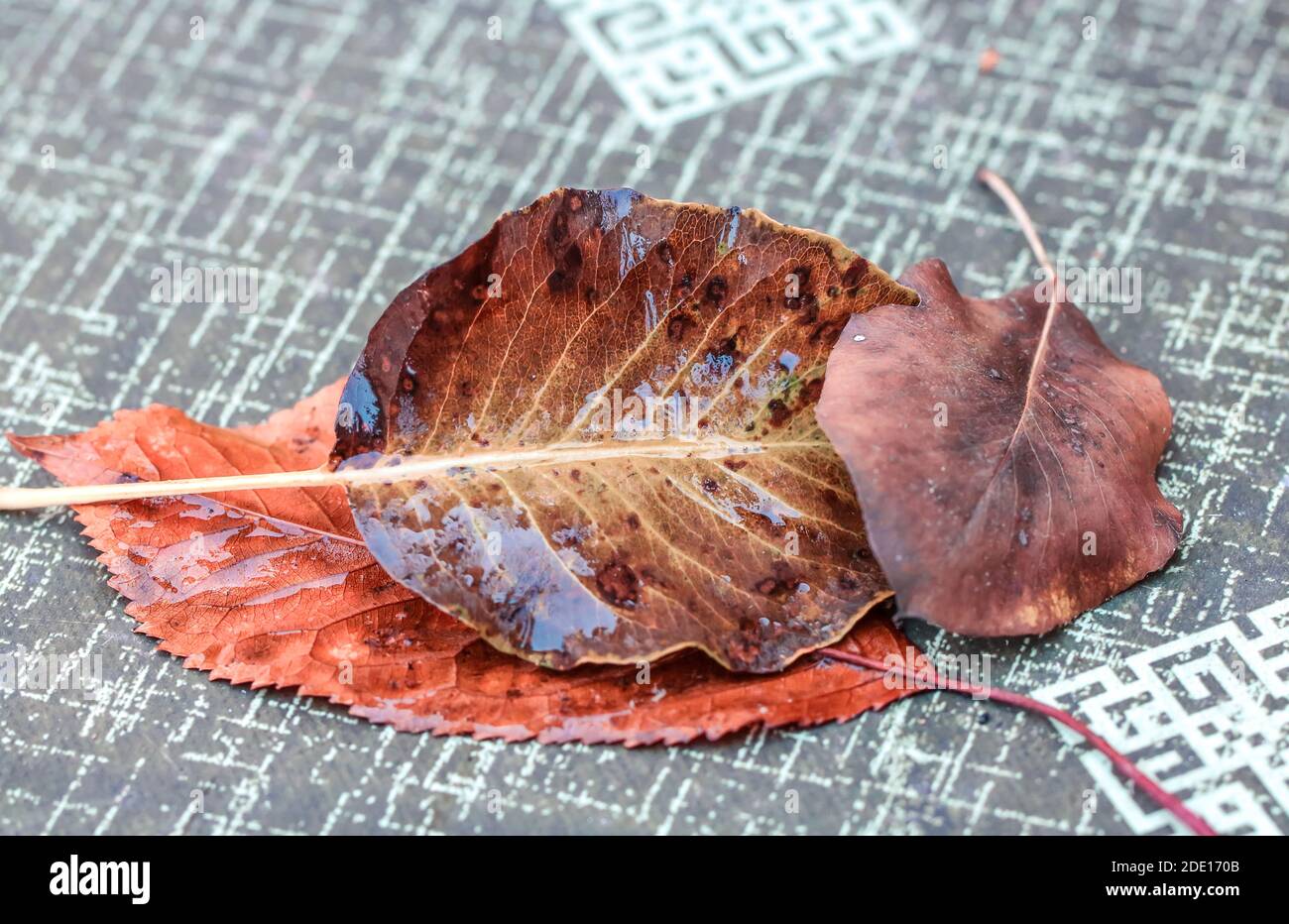 Collection of autumn colours colors hi-res stock photography and images ...