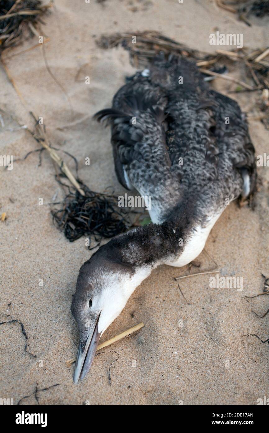 Common Loon dead from unknown cause, on the beach in Provincetown ...