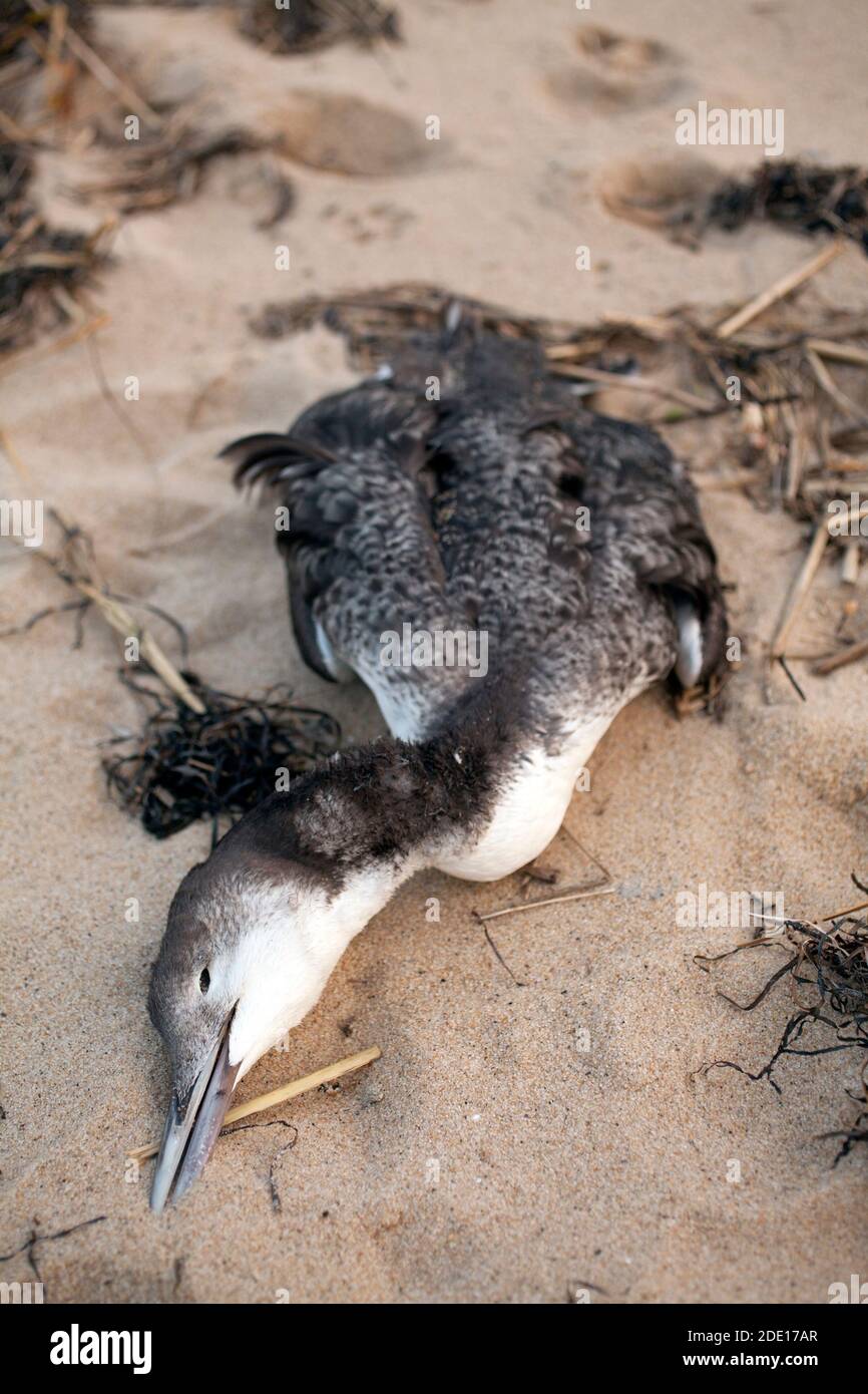 Common Loon dead from unknown cause, on the beach in Provincetown ...