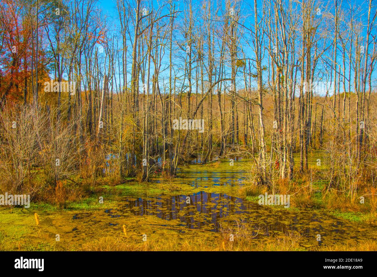 A colorful swampy marsh and trees in the Fall in Georgia red leaves ...