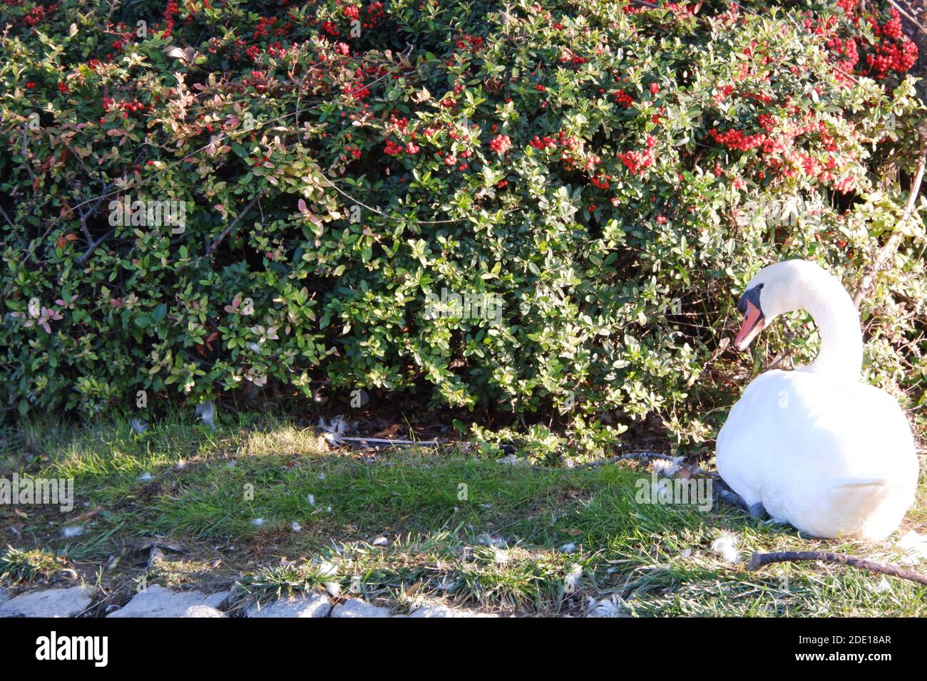 Swan sitting on grass Stock Photo - Alamy