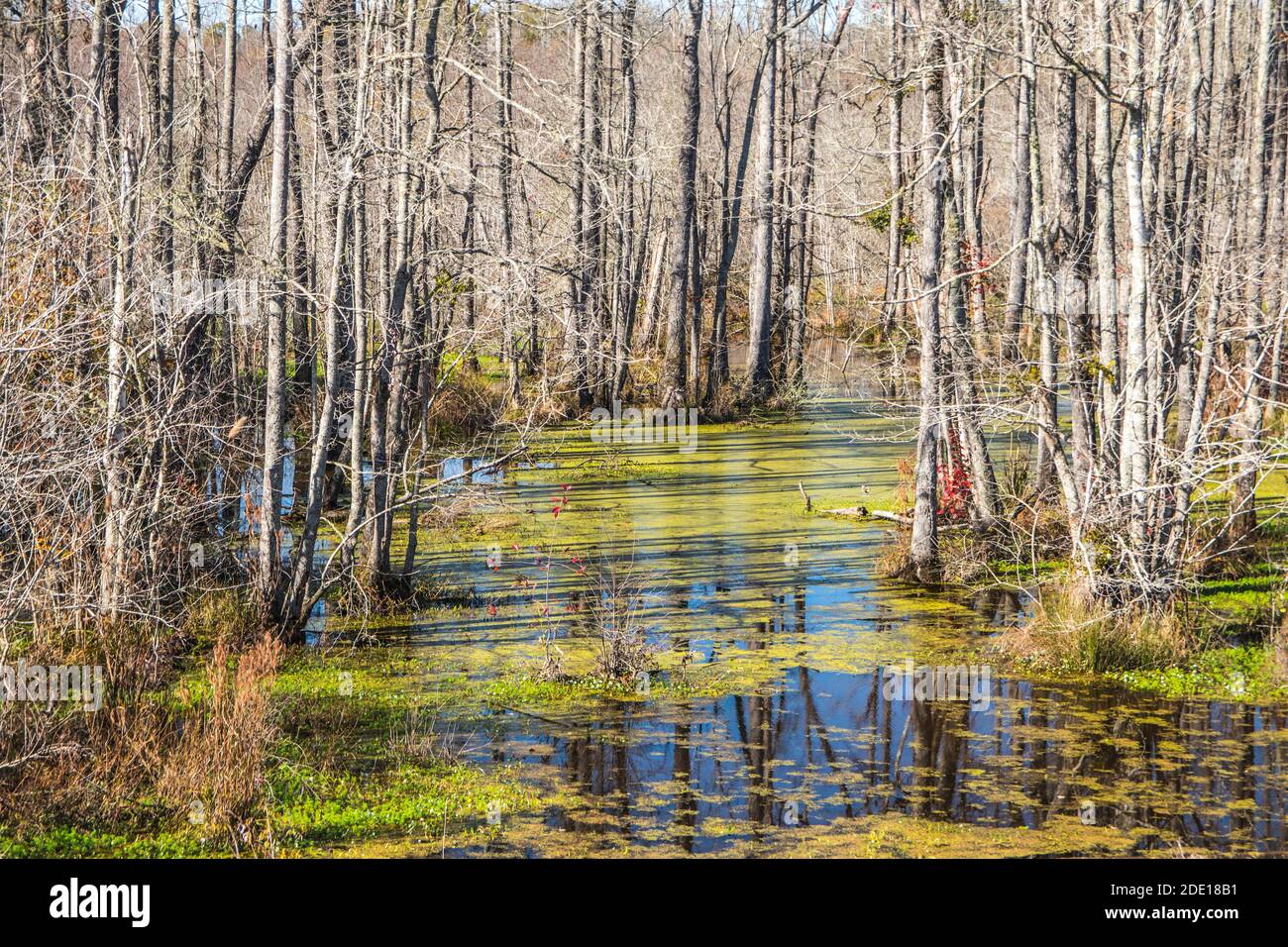 A colorful swampy marsh and trees in the Fall in Georgia Stock Photo ...