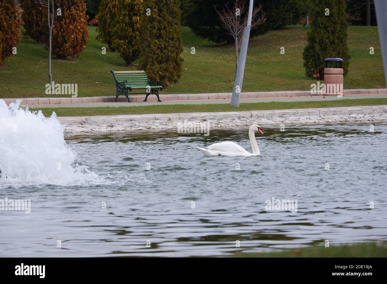 Swan park hi-res stock photography and images - Alamy