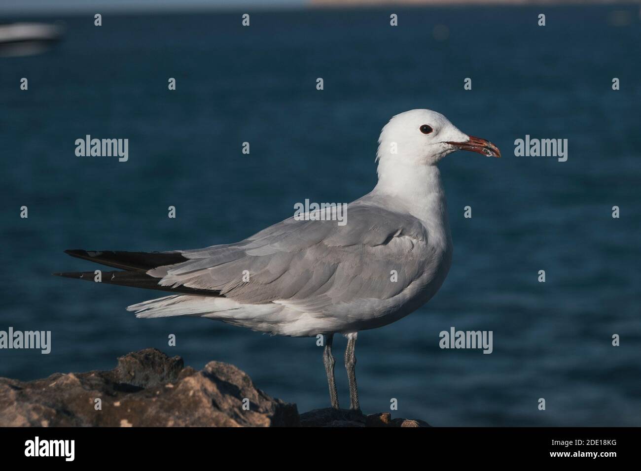 Side view of a seagull Stock Photo - Alamy