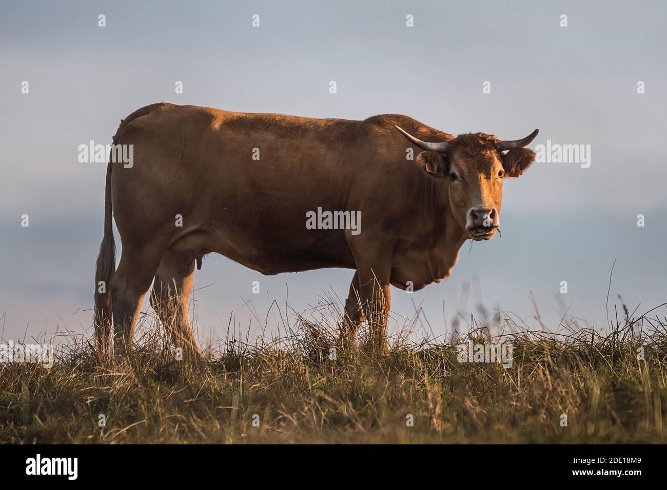 Surprised cow hi-res stock photography and images - Alamy