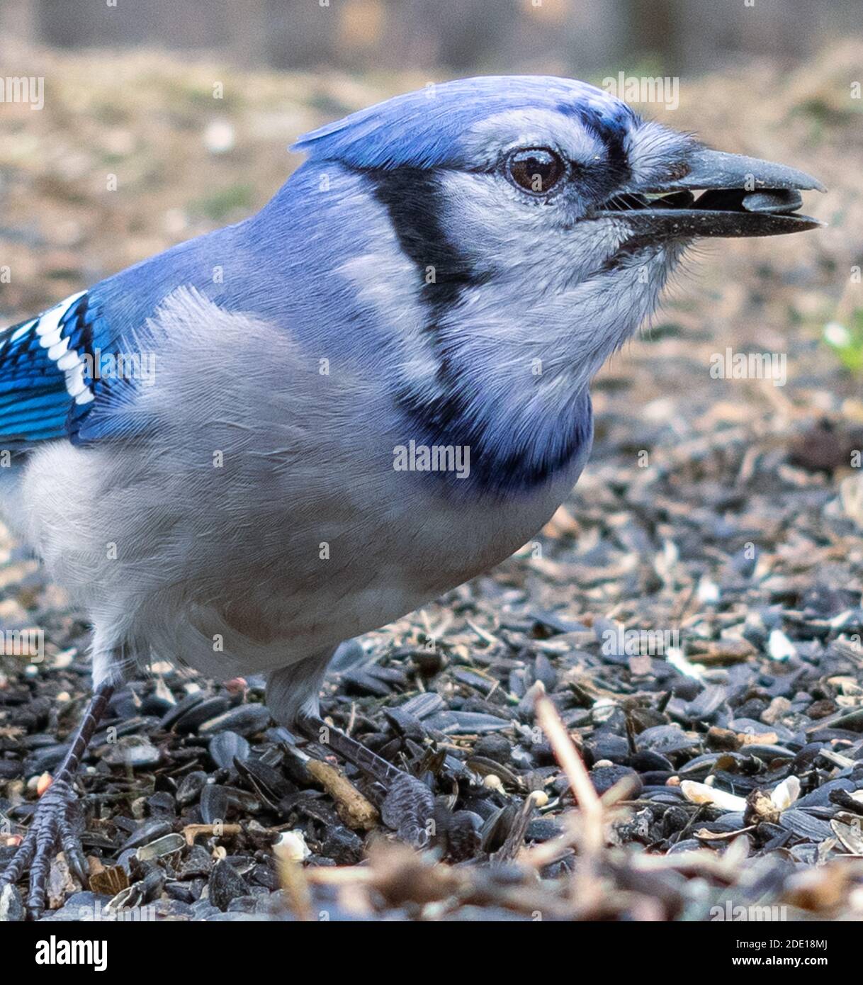 Blue Jay in eastern Connecticut, USA searches for more sunflower seeds ...