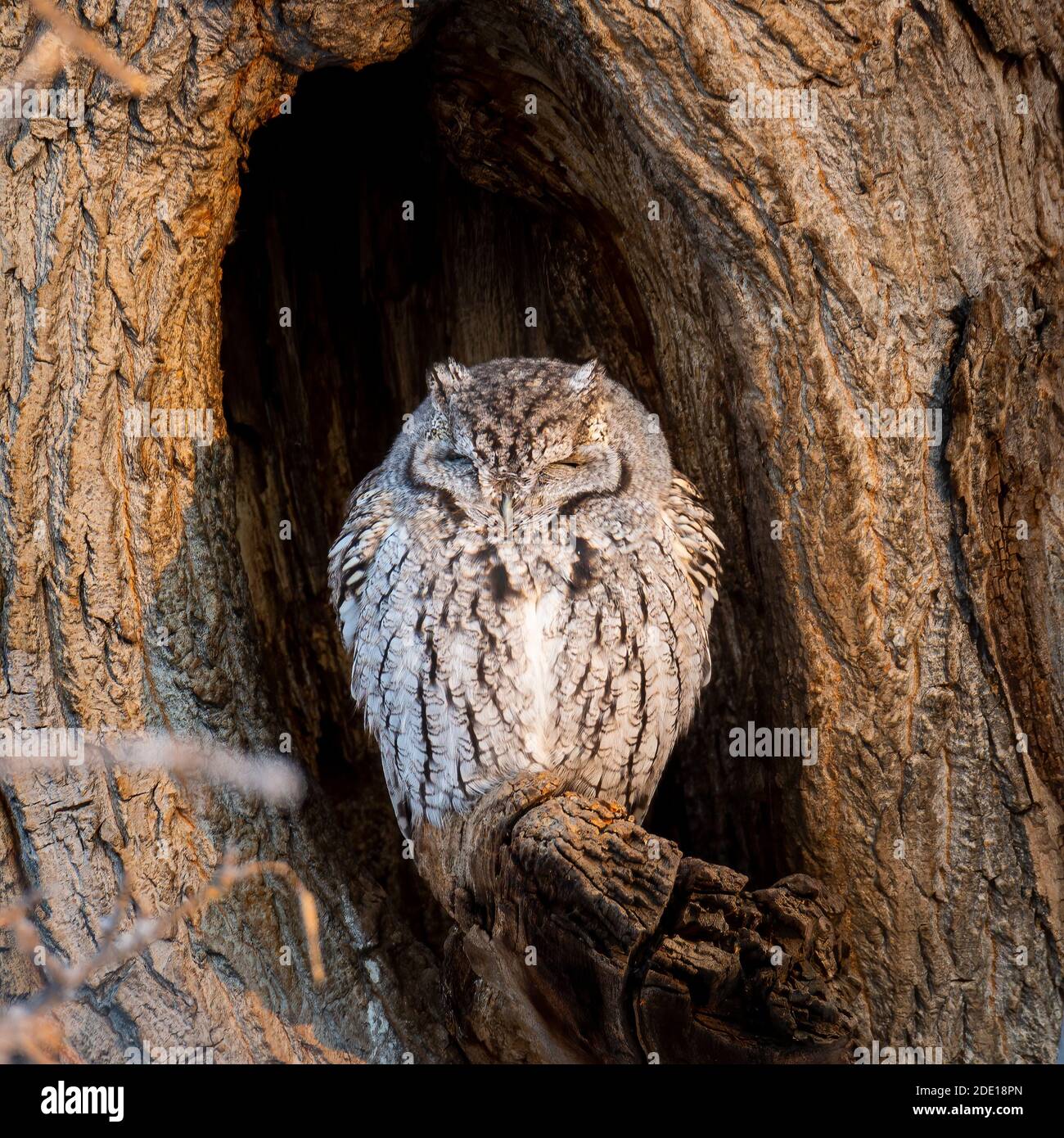 Eastern screech owl (Megascops asio) grey morph plumage roosting in ...