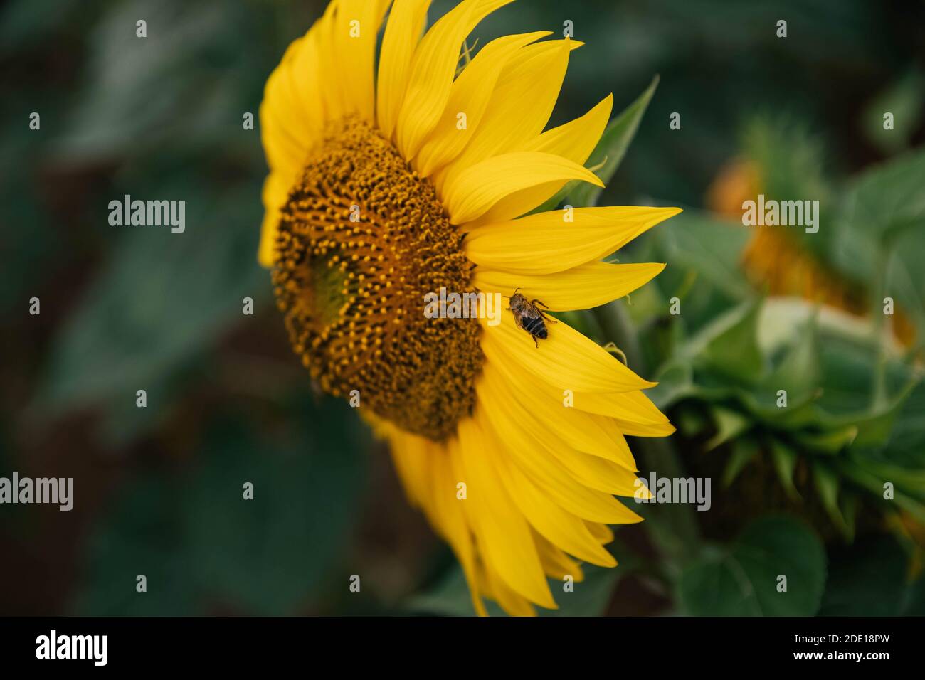 Bugs feeding hi-res stock photography and images - Alamy