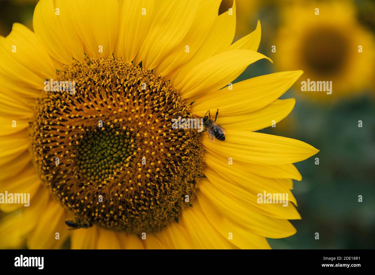 sunflower in the field with bugs feeding Stock Photo - Alamy