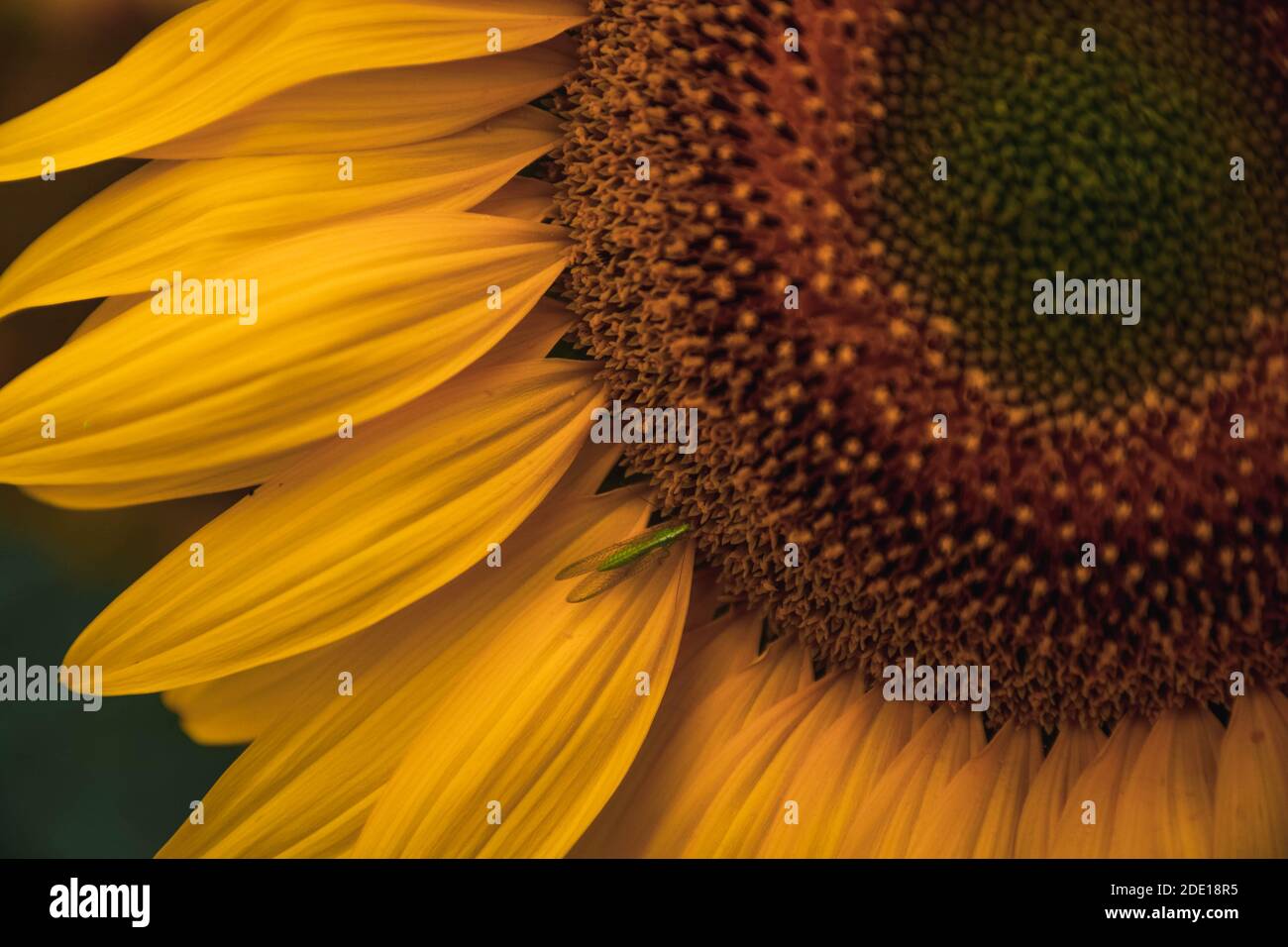 sunflower in the field with bugs feeding Stock Photo - Alamy