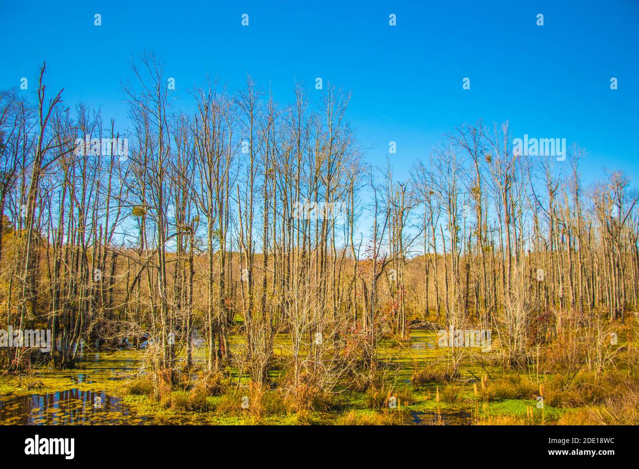 Colorful swampy marsh and trees in the Fall in Georgia Stock Photo - Alamy