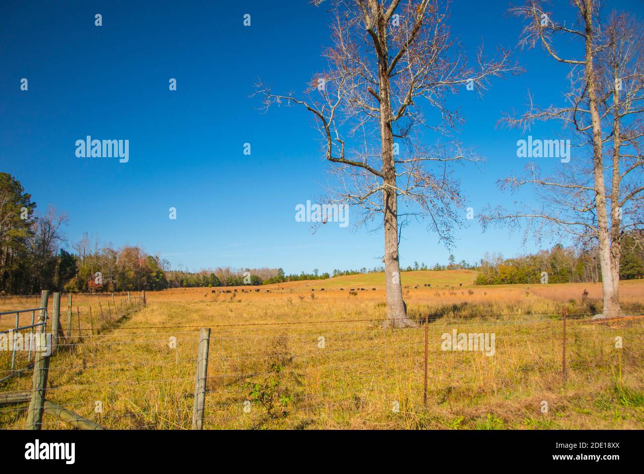 Cows on a pasture feeding in the Fall in Georgia with a fence and trees ...