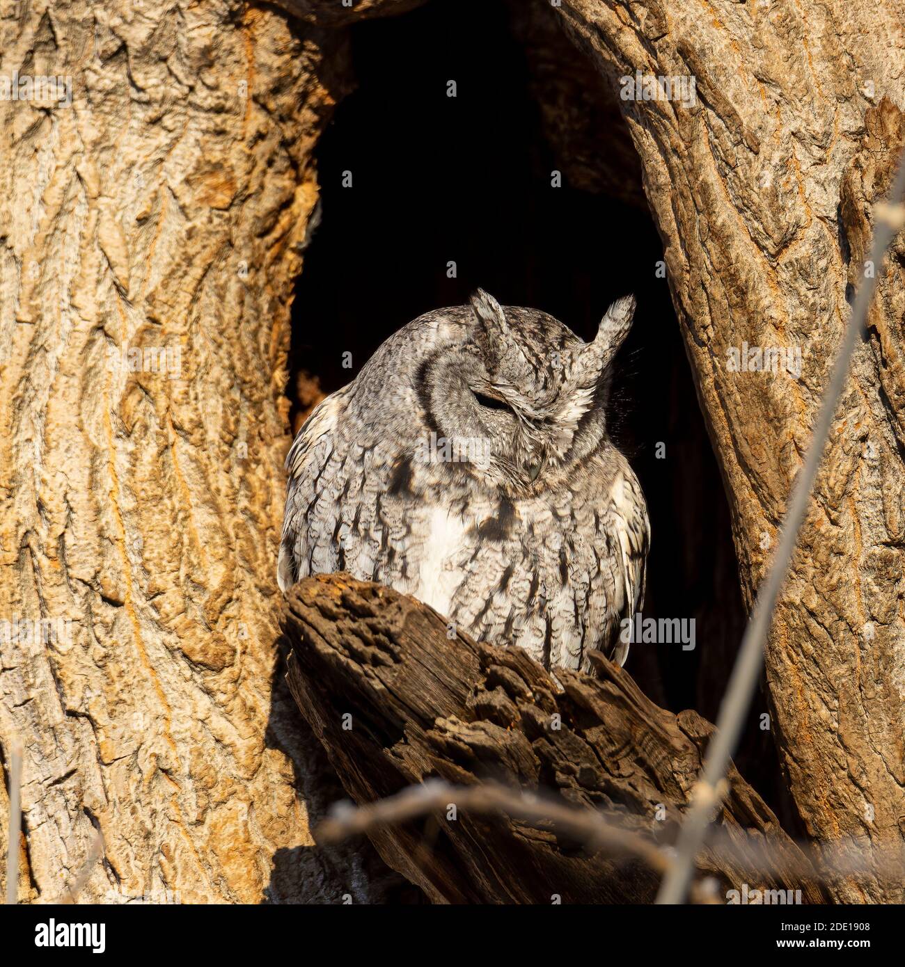 Megascops hi-res stock photography and images - Alamy