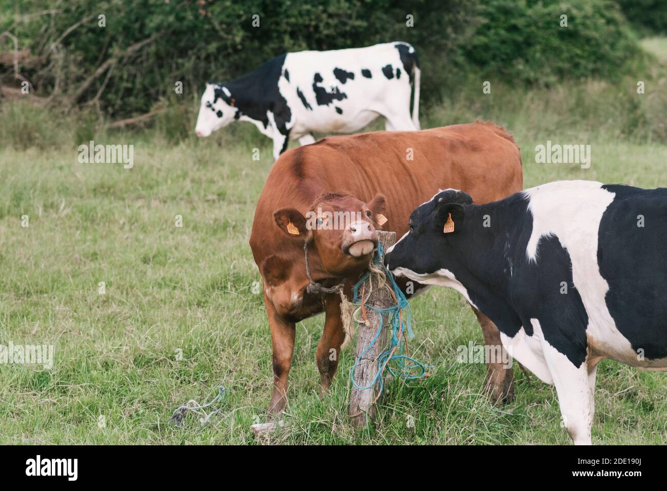 Cow scratches itself with a pole Stock Photo - Alamy