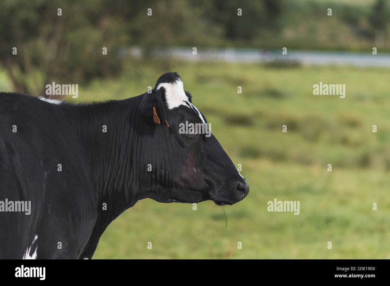 side view of black and white cow head in the meadow Stock Photo - Alamy