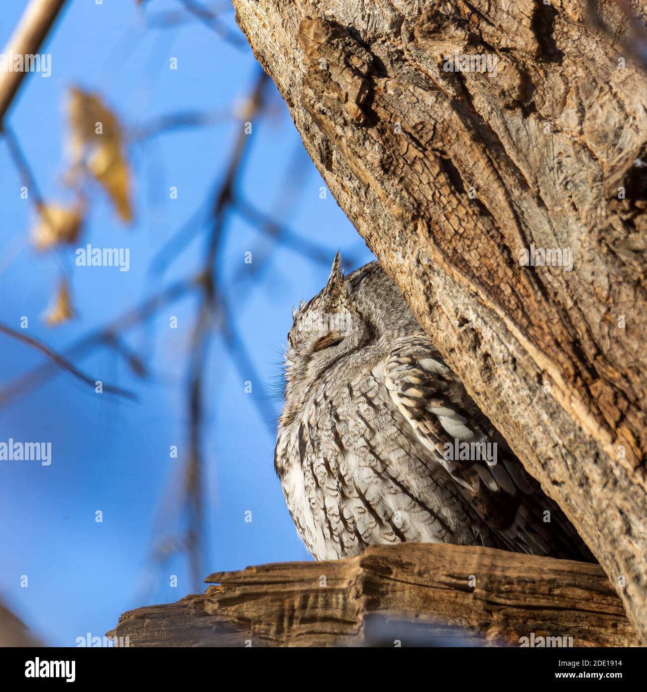 Eastern screech owl (Megascops asio) grey morph plumage roosting in ...