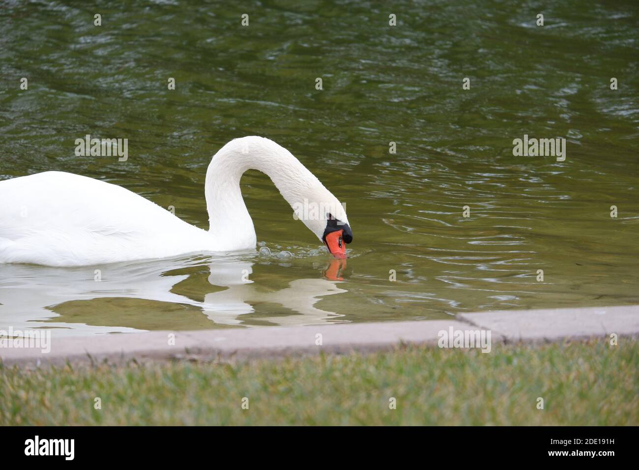 Beauty of the swan hi-res stock photography and images - Alamy