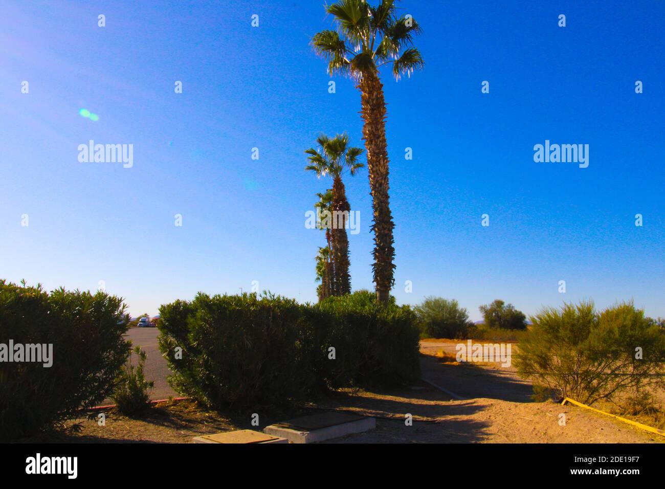 Arizona desert trees hi-res stock photography and images - Alamy