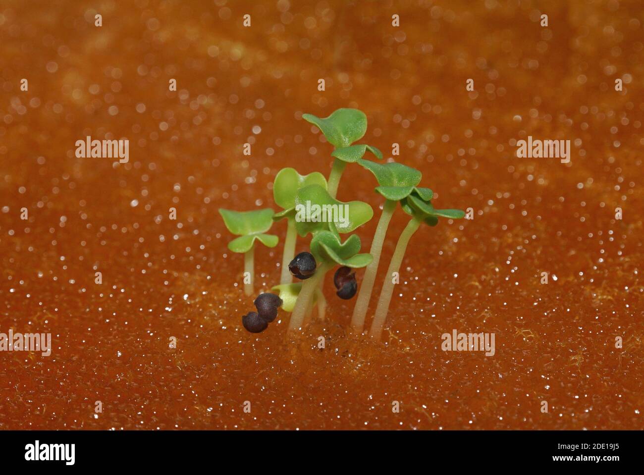 Plantting grow vegetables sprout was growing on the water bubbles Stock ...
