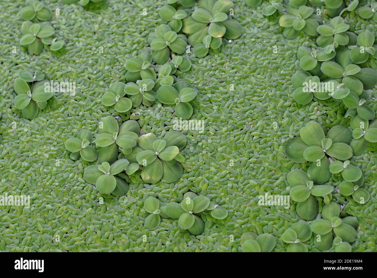 close up top angle view of intensive duckweed texture Stock Photo - Alamy