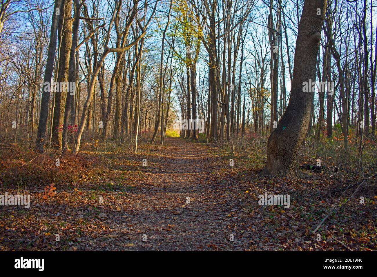 Barren trees hi-res stock photography and images - Alamy