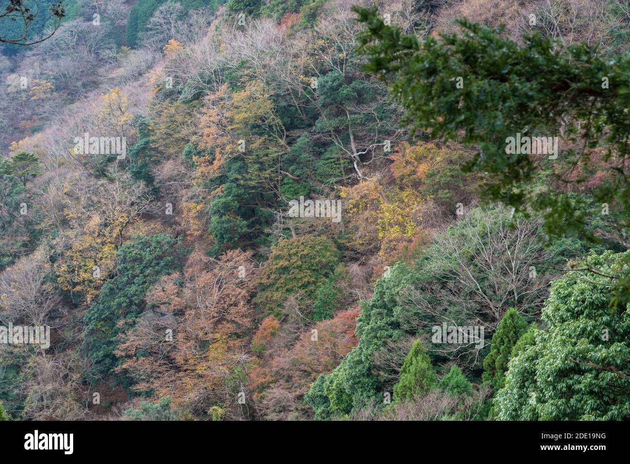 Autumn colors of Mt. Ōyama view from Ōyama Cable car Afuri Jinja ...