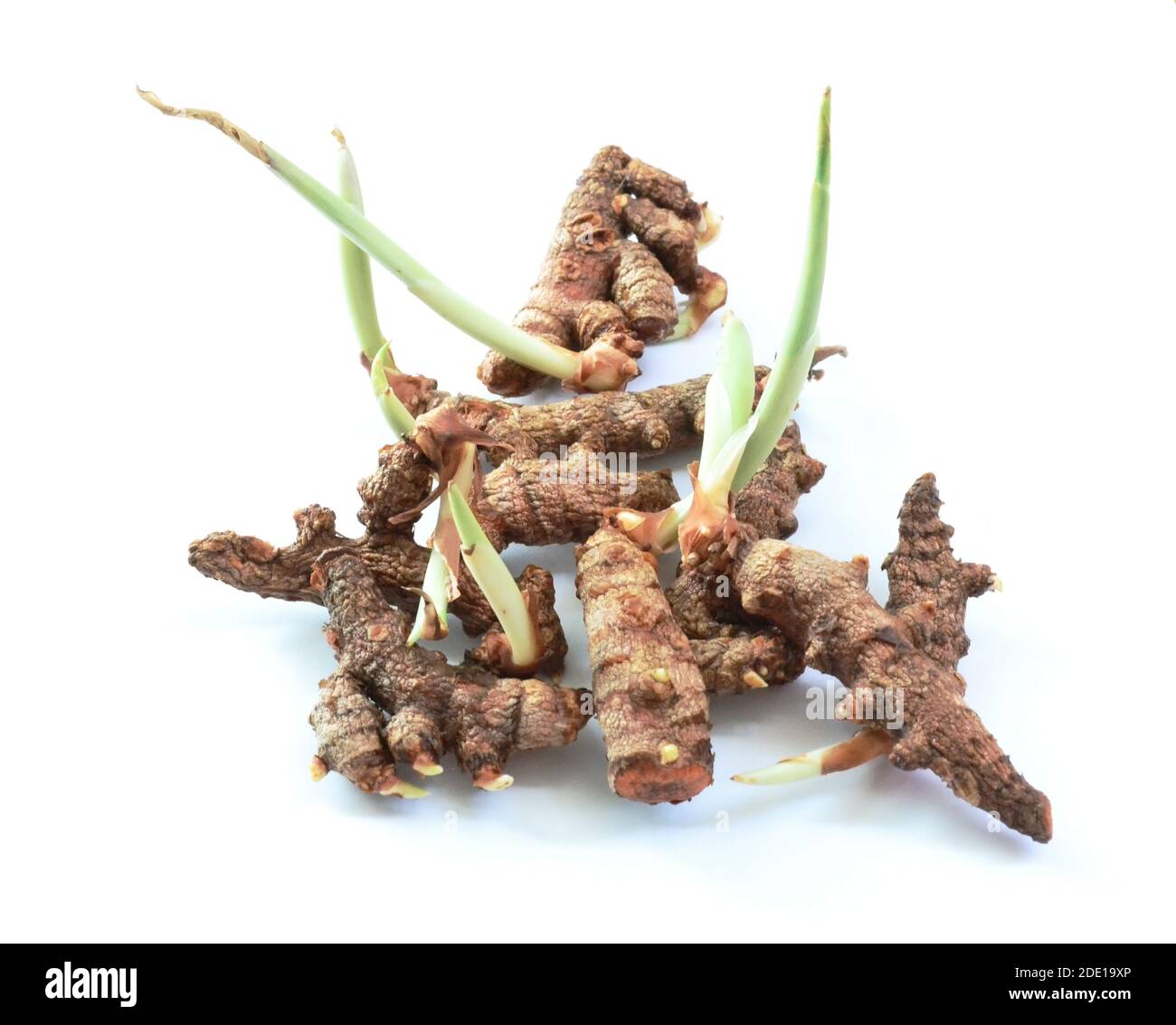 Turmeric root, herb plant on white background . Health Concept Stock ...