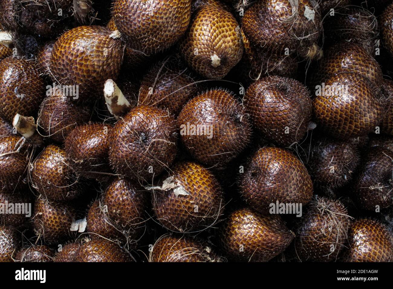 Snake Fruit from Bali, Indonesia Stock Photo - Alamy