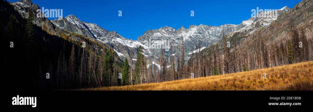 Seven fingered jack hi-res stock photography and images - Alamy