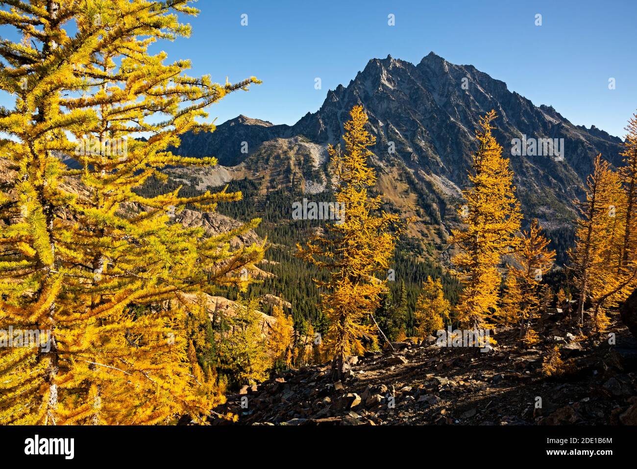 WA18557-00...WASHINGTON - Alpine larch in brilliant fall color ...