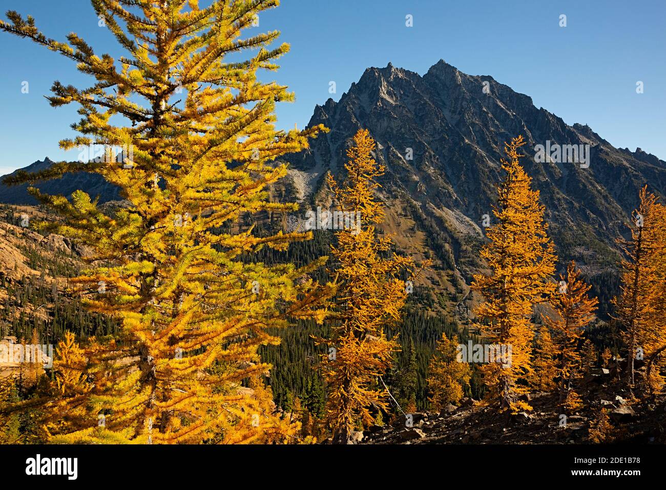 WA18558-00...WASHINGTON - Alpine larch in brilliant fall color ...