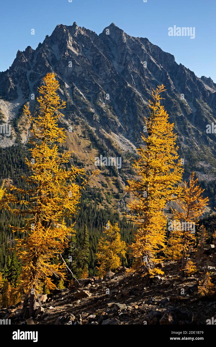 WA18559-00...WASHINGTON - Alpine larch in brilliant fall color ...