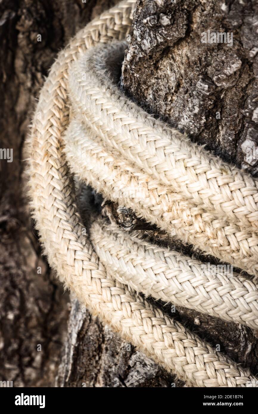 Braided trunk hi-res stock photography and images - Alamy