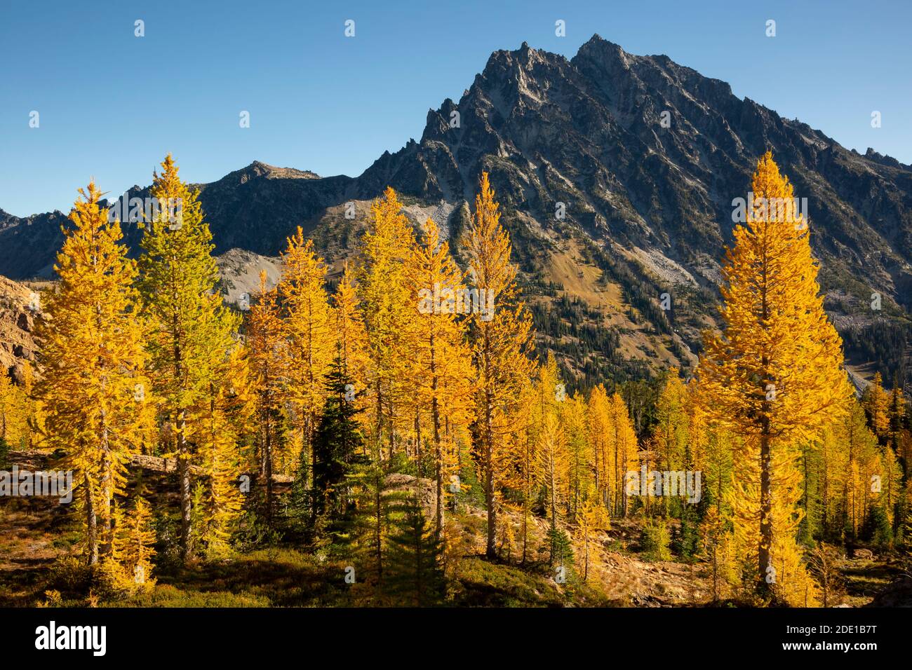 WA18562-00...WASHINGTON - Alpine larch in brilliant fall color ...