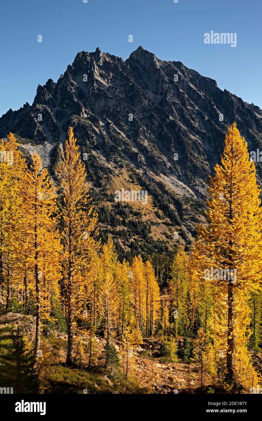 WA18563-00...WASHINGTON - Alpine larch in brilliant fall color ...