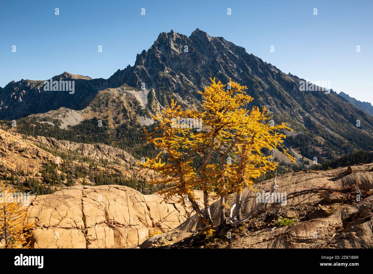 WA18568-00...WASHINGTON - Glacier striations on rock with Alpine larch ...