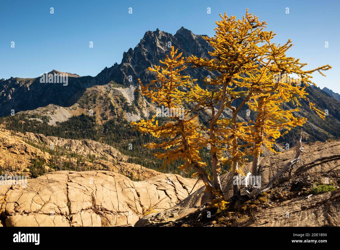 WA18570-00...WASHINGTON - Alpine larch in brilliant fall color ...