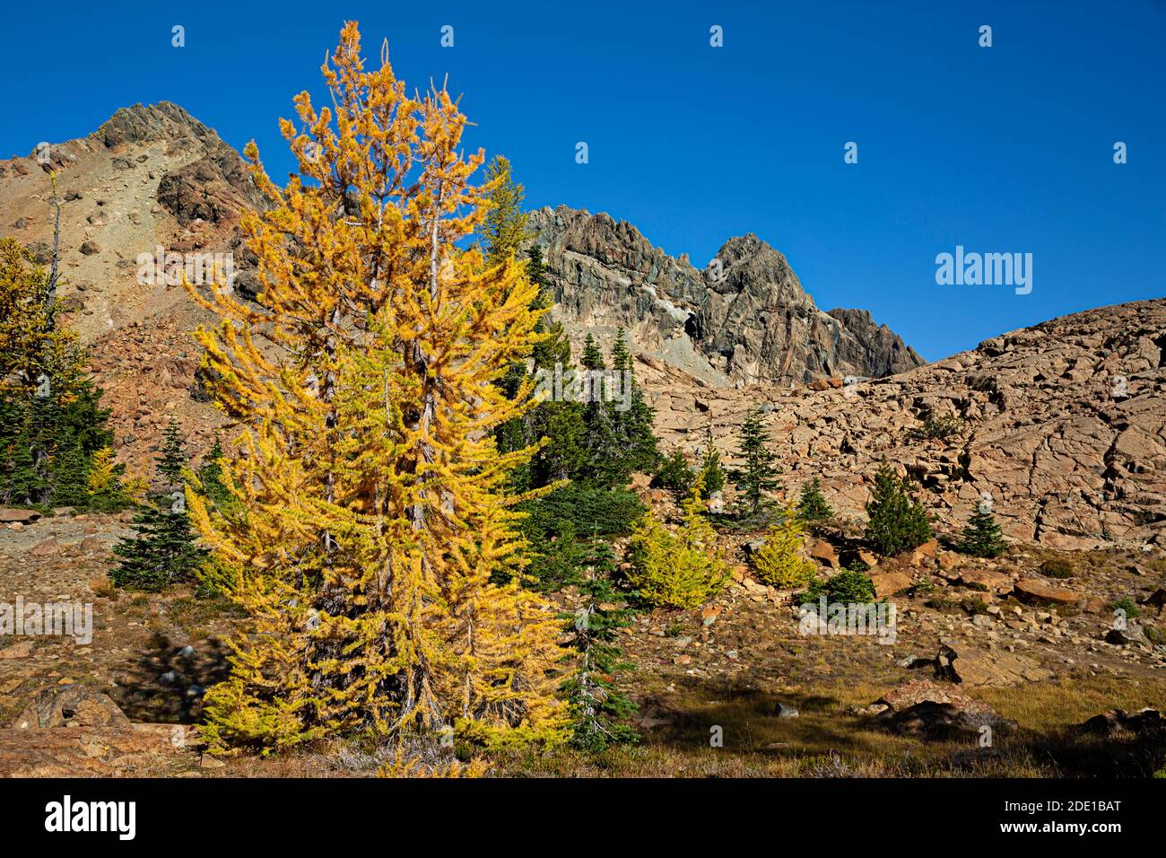 WA18572-00...WASHINGTON - Fall color on a subalpine larch tree located ...