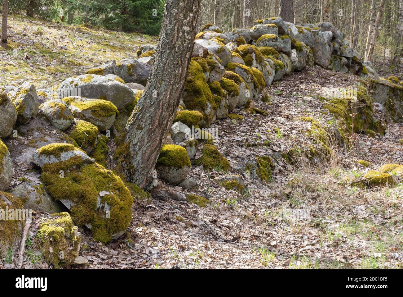 Ancient stone wall border between Pyynikki and Pispala in Tampere ...