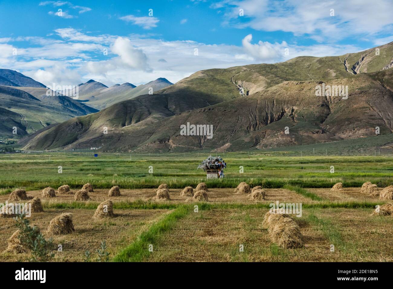 Harvested barley field on Tibetan Plateau, Shigatse Prefecture, Tibet ...