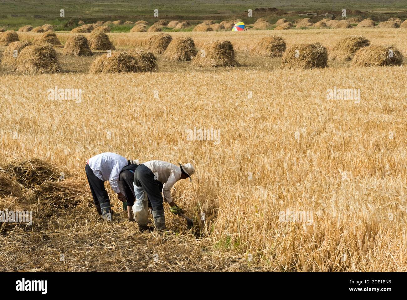 Tibetan farmers harvesting barley, Shigatse Prefecture, Tibet, China ...